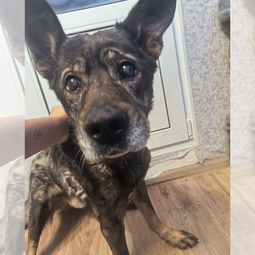 Бельгийская овчарка, взрослый пёс