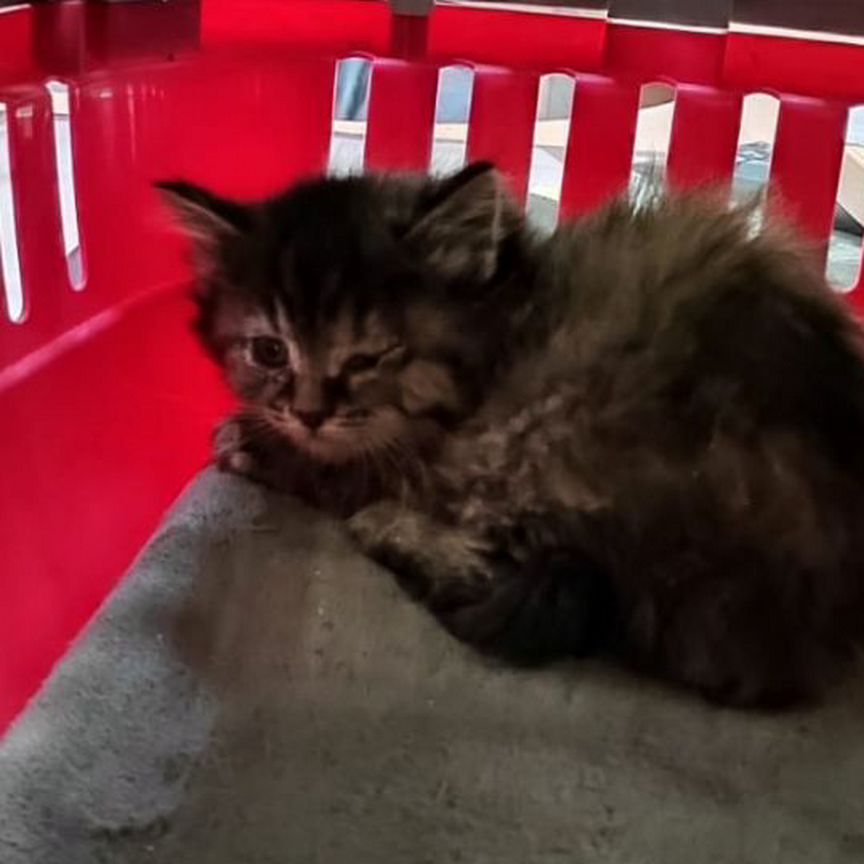 Котятки ищут хозяев