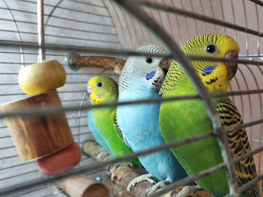 Птенцы волнистого попугайчика