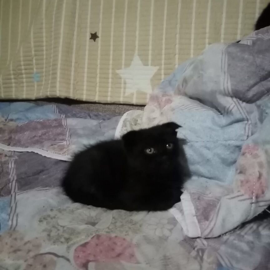Котята в добрые руки даром