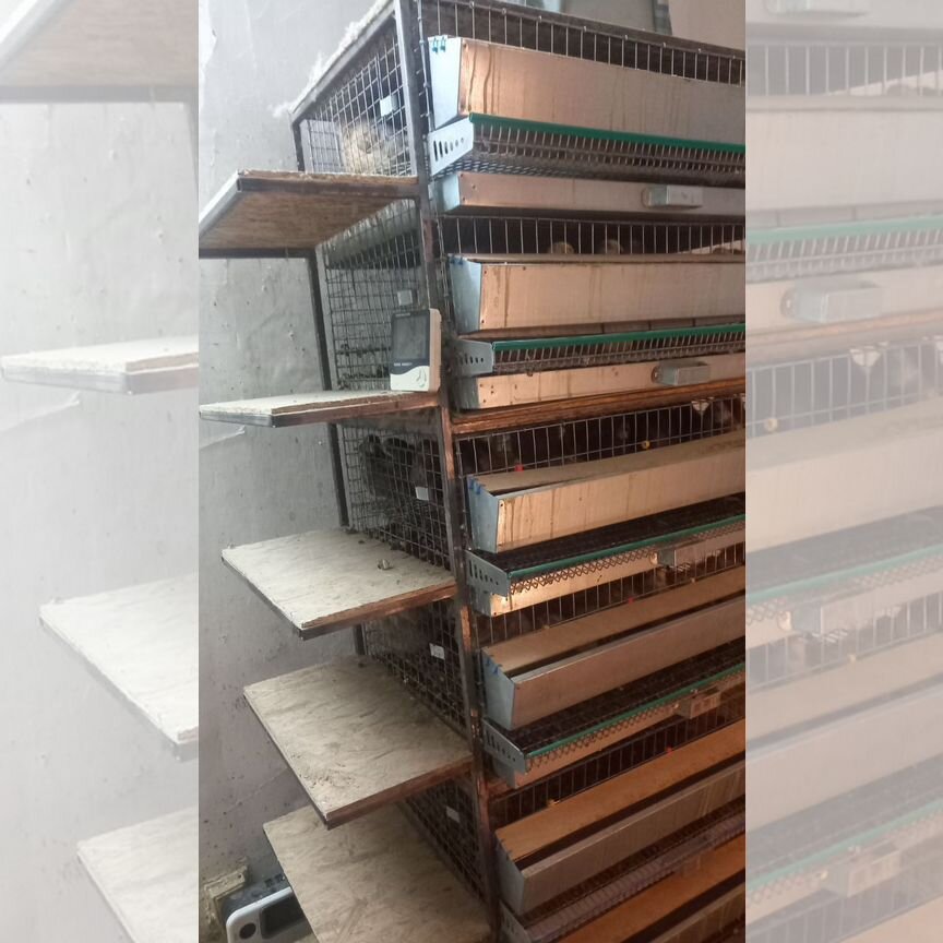 Клетка для птиц перепелов