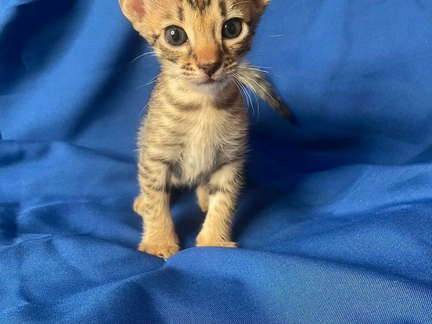 Саванна котята