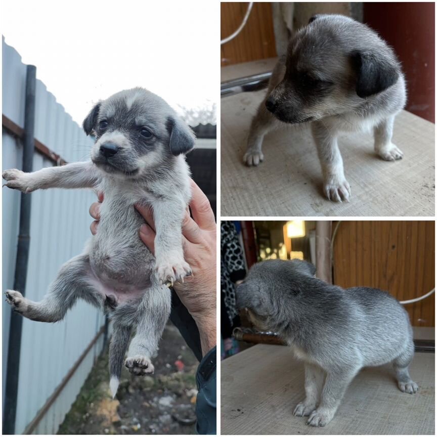 Щенки бесплатно