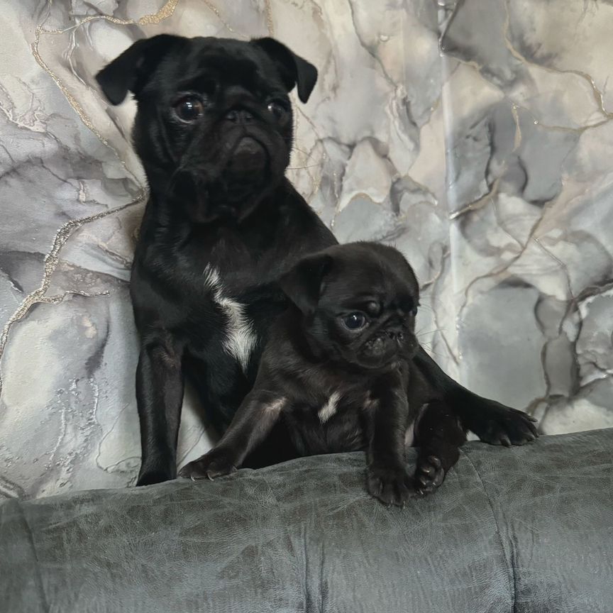 Щенок мопса