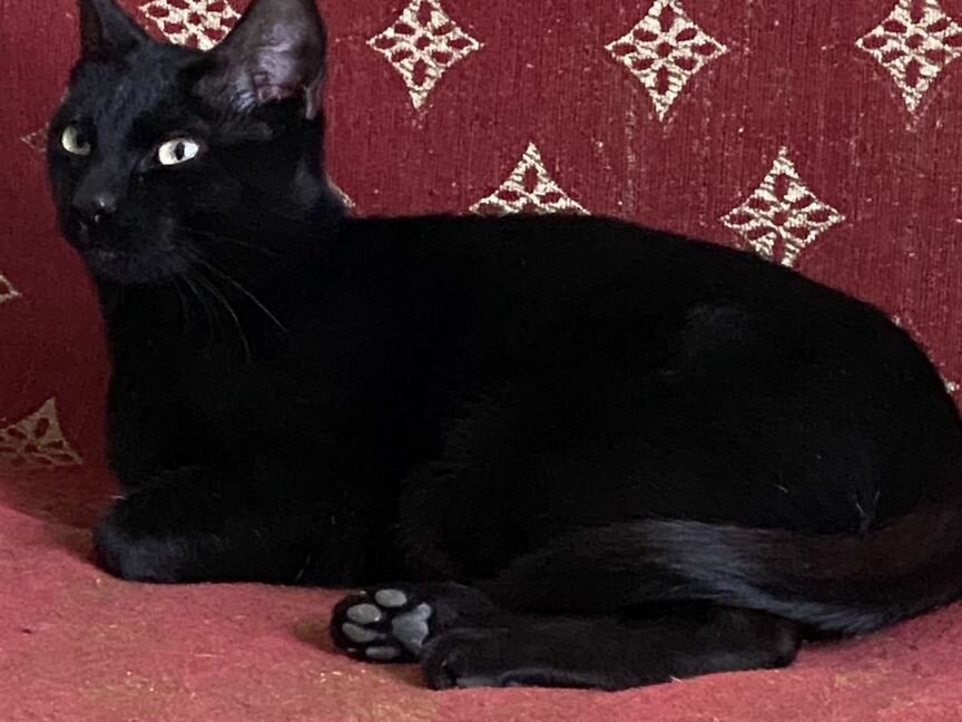 Котята бесплатно
