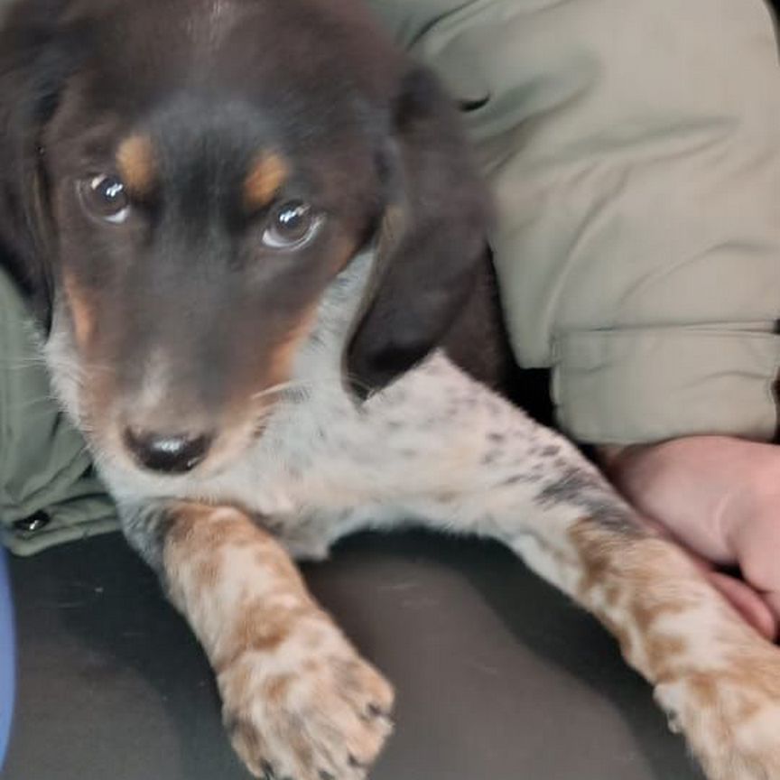 Щенок в добрые руки