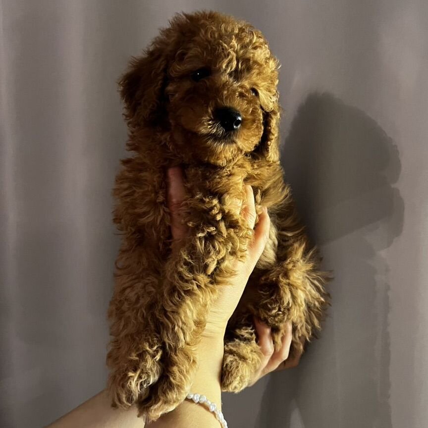 Той-пудель, щенок