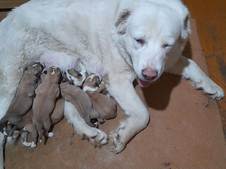 Среднеазиатская овчарка алабай щенки