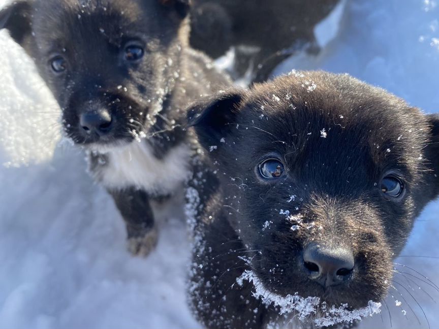 Отдам щенят в добрые руки