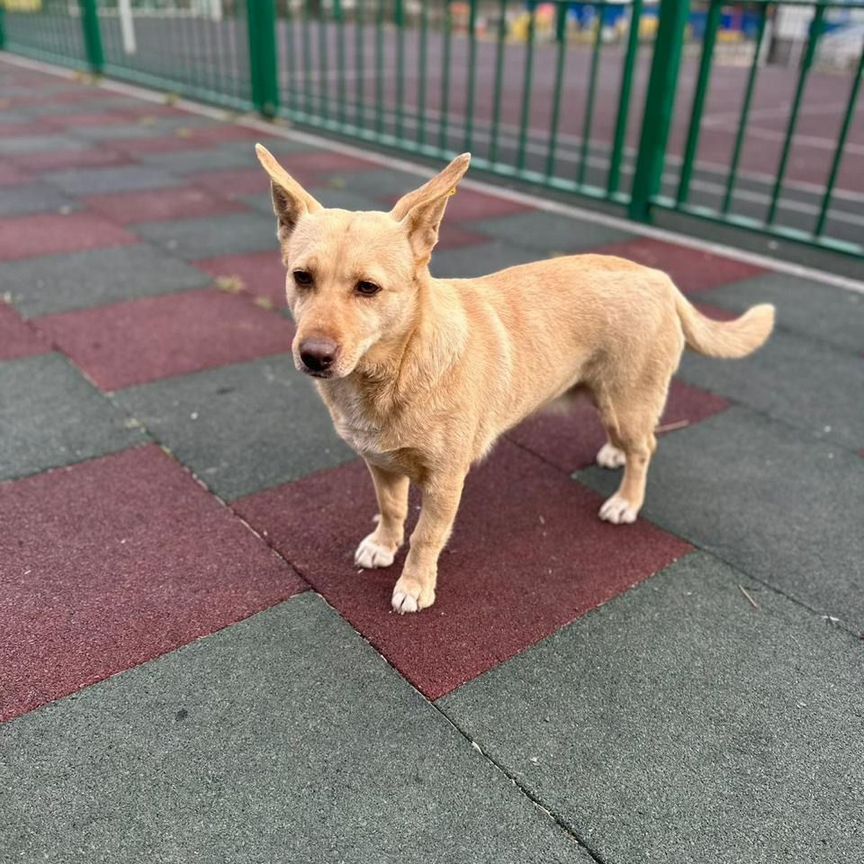 Собака в добрые руки