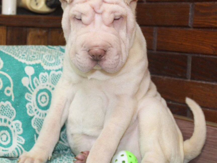 Кремочка платина хорс