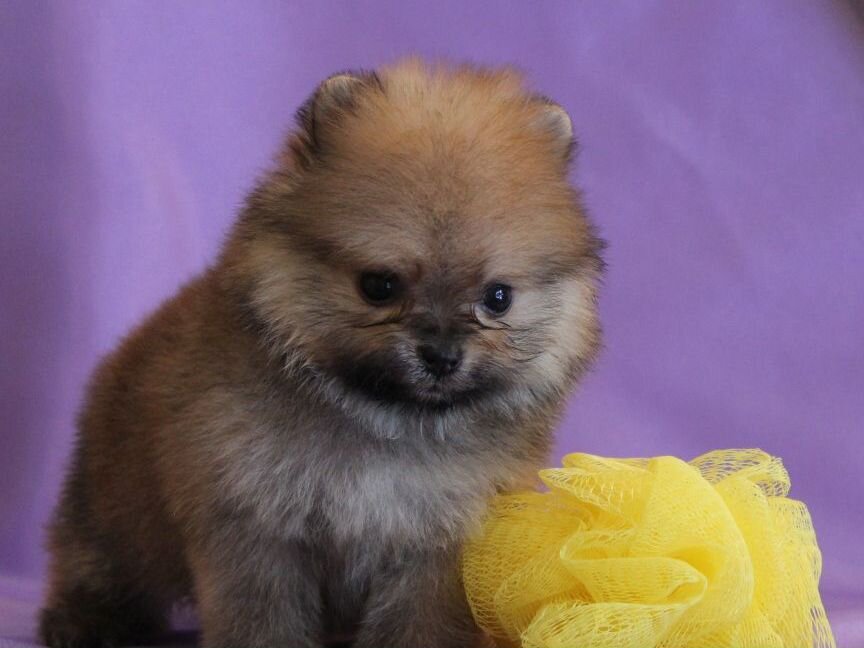 Померанский шпиц супер мини