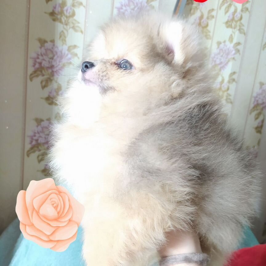 Шпиц щенок