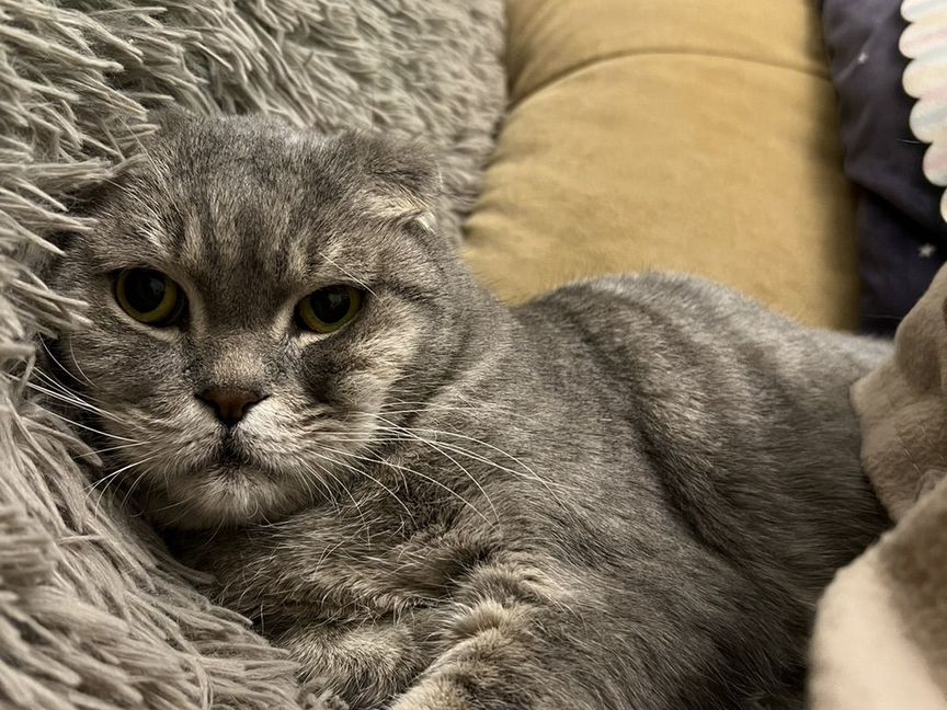 Британский вислоухий кот