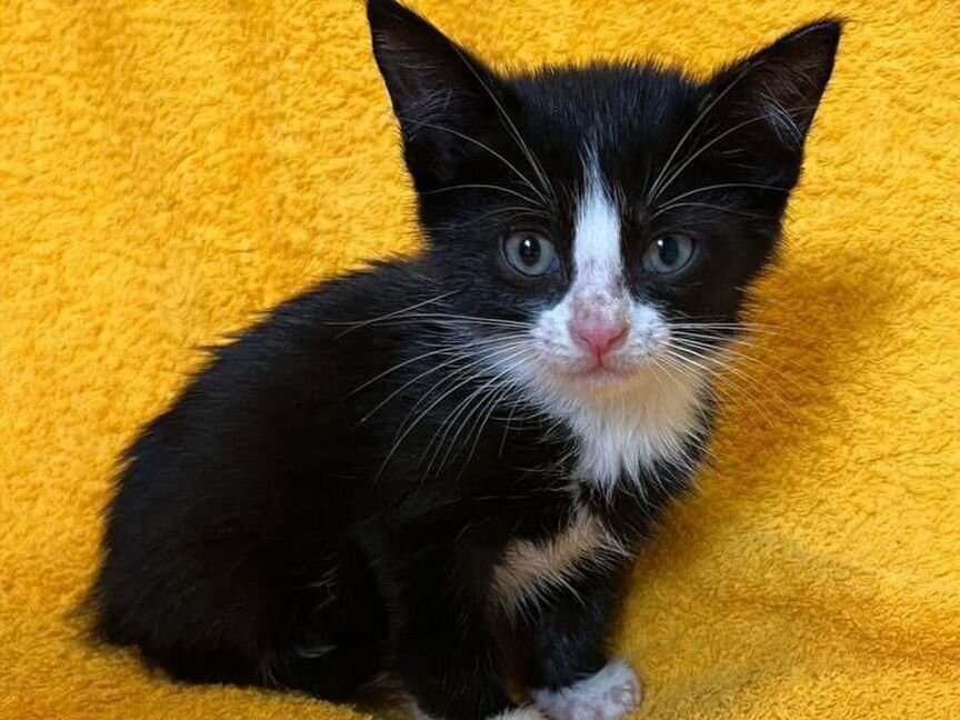 Котенок милый