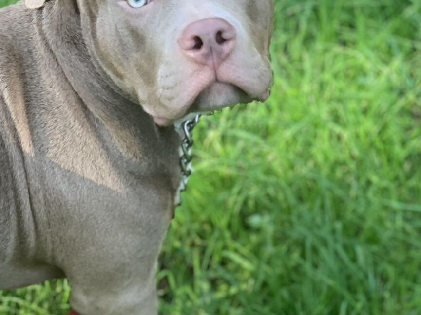 Американский булли classic