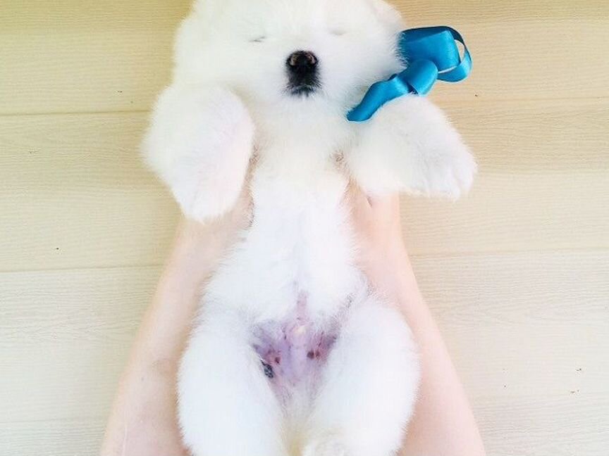 Красавчики Самоеды (редкие Мишки) - для Вас )