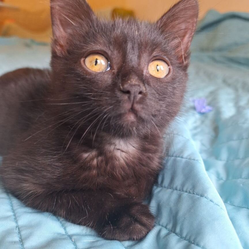 Котенок в добрые руки