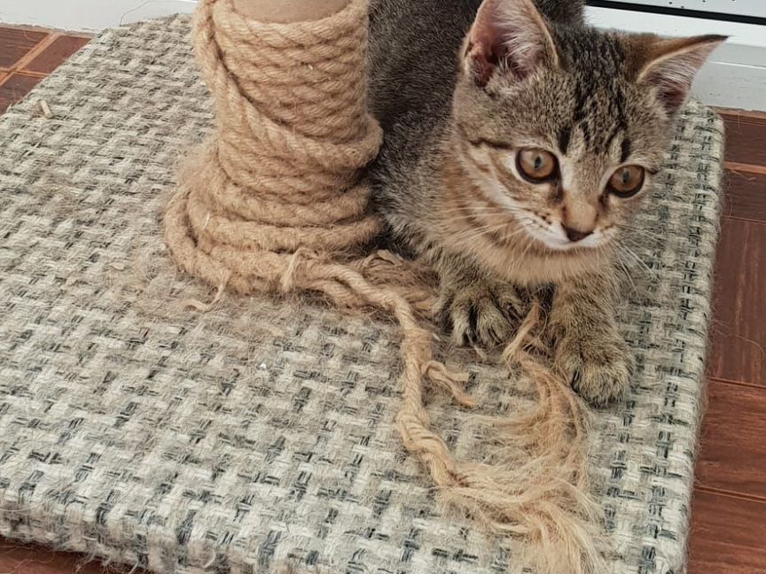 Лапочка котёнок ищет новый дом