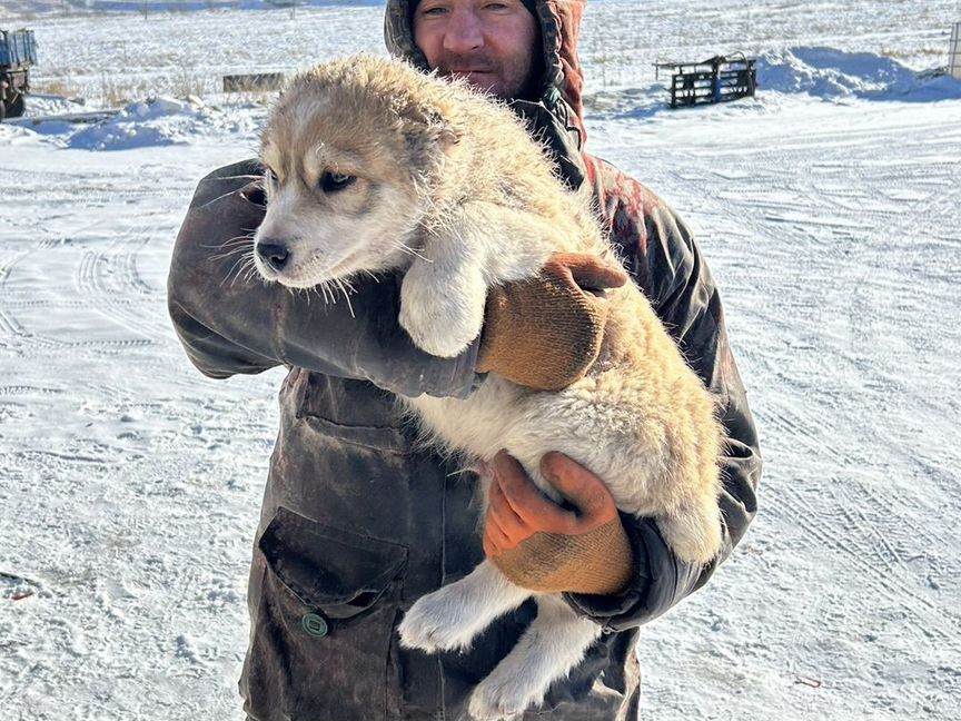 Алабай