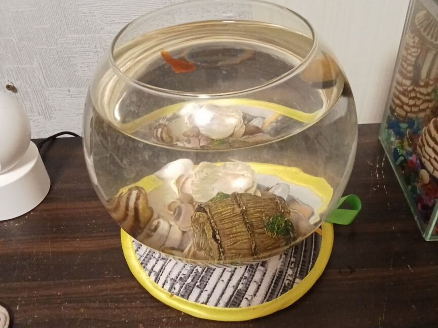 Аквариум с золотой рыбкой