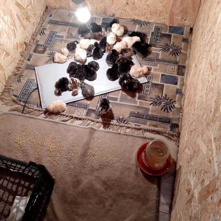 Цыплята суточные