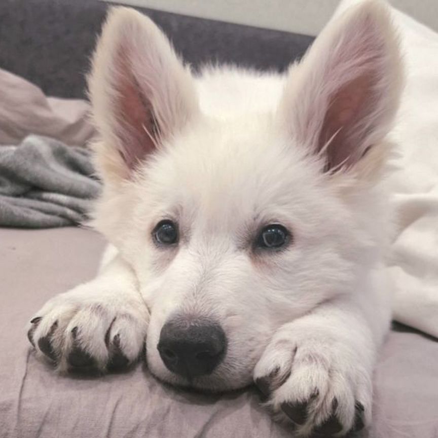 Белая швейцарская овчарка, щенок