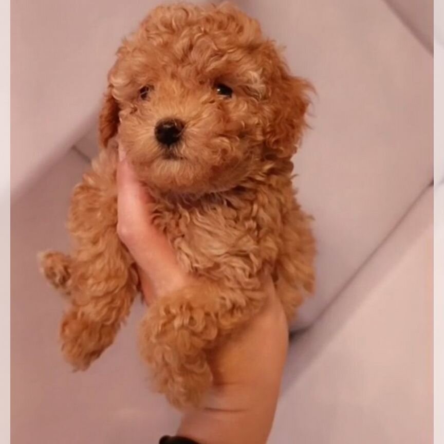 Той-пудель, щенок