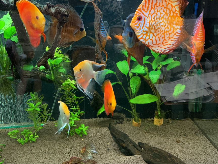 Аквариумные рыбки и растения