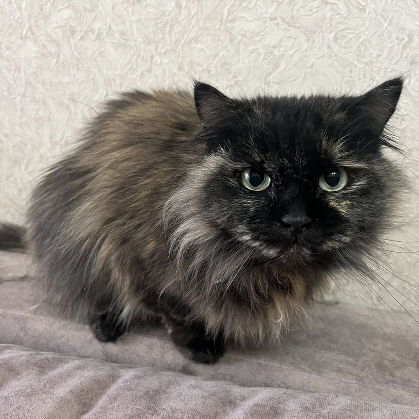 Кошка Нюша