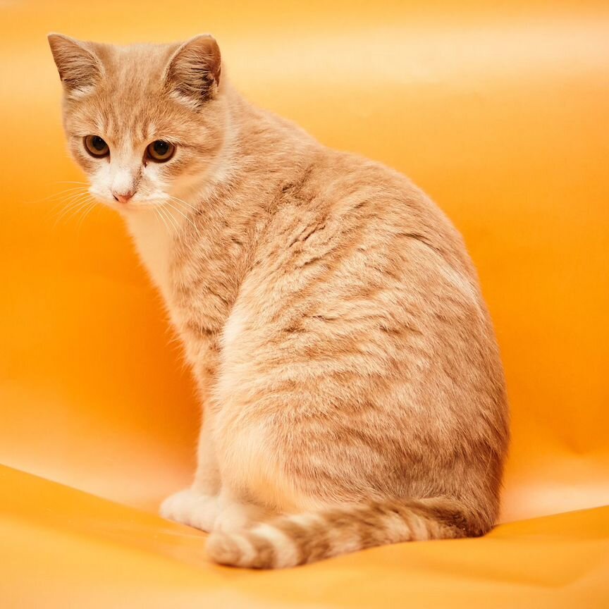 Котик 5 месяцев