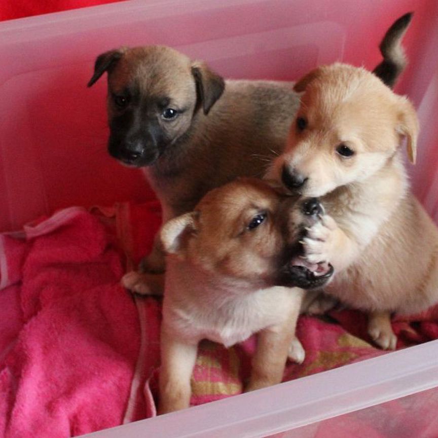 Малышня ищет дом