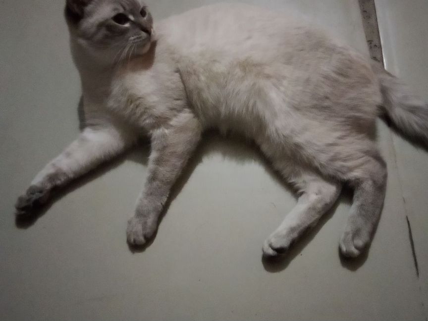Котик ищет хозяина
