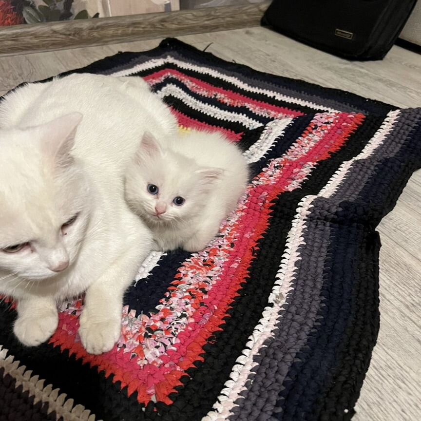 Котенок белый пушистик