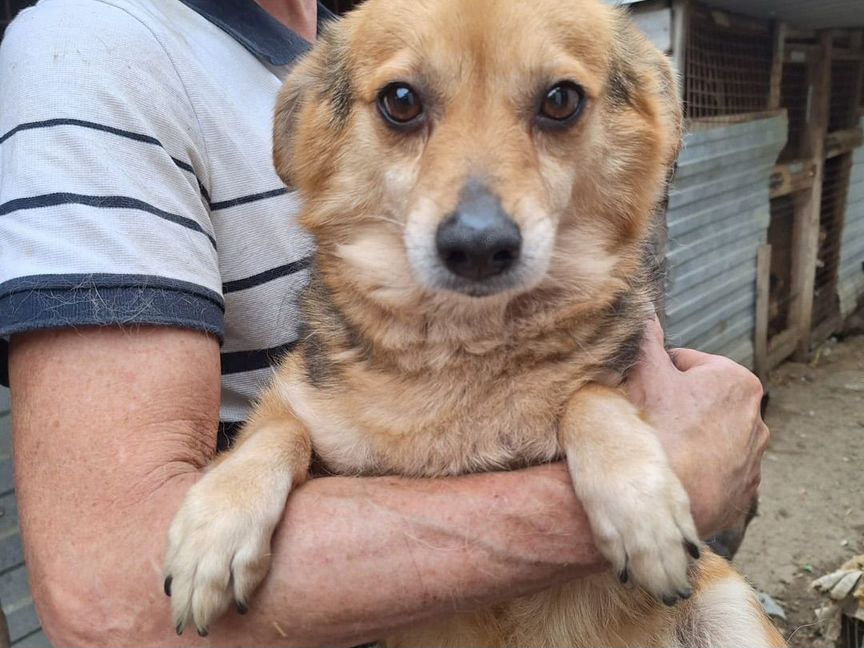 Маленькая собачка, Бонита