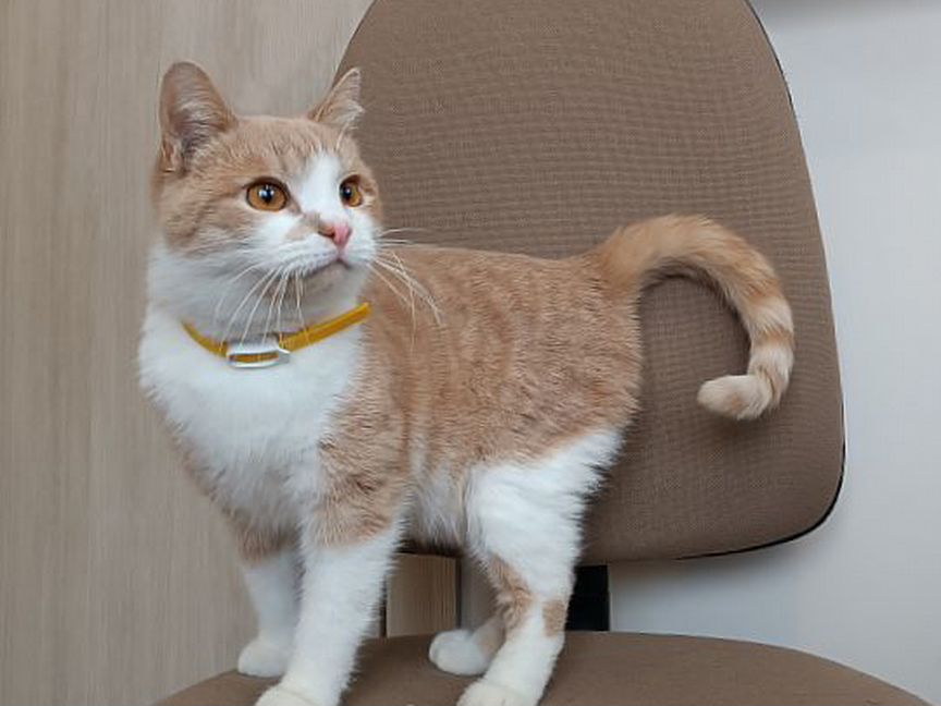 Котик Амурчик в добрые руки