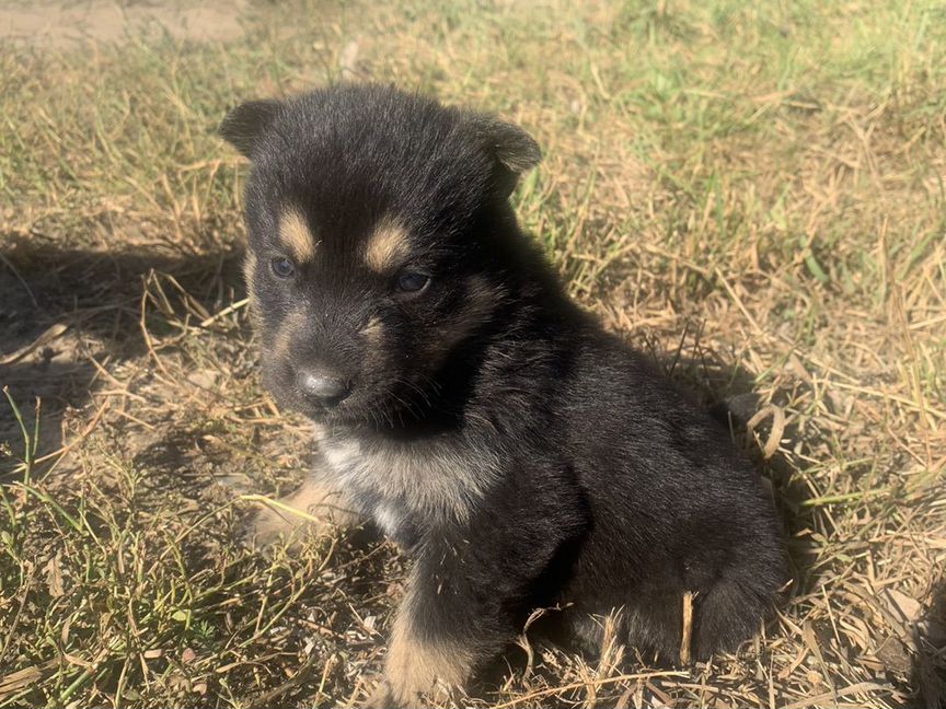 Щенки бесплатно