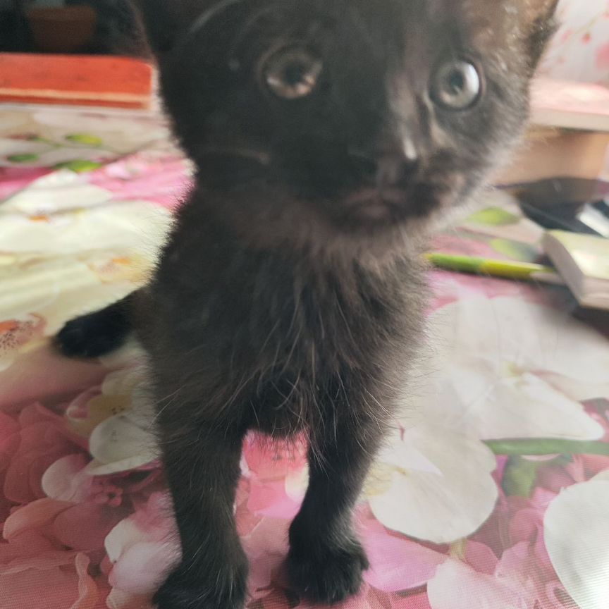 Чёрные Котята в добрые руки