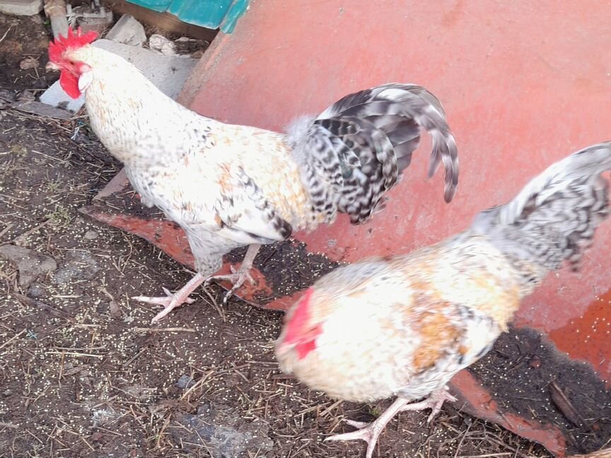 Петухи молодые