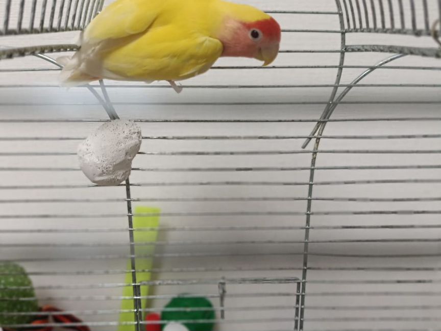 Попугаи неразлучники