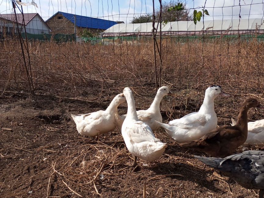 Утки старт 53