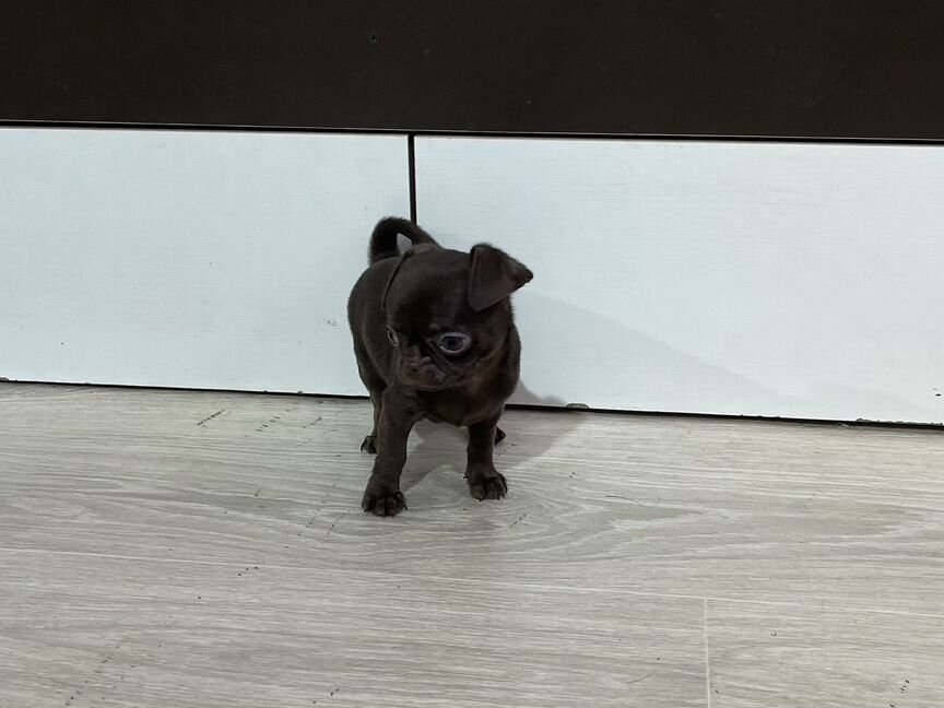 Маленькая собака классный парень