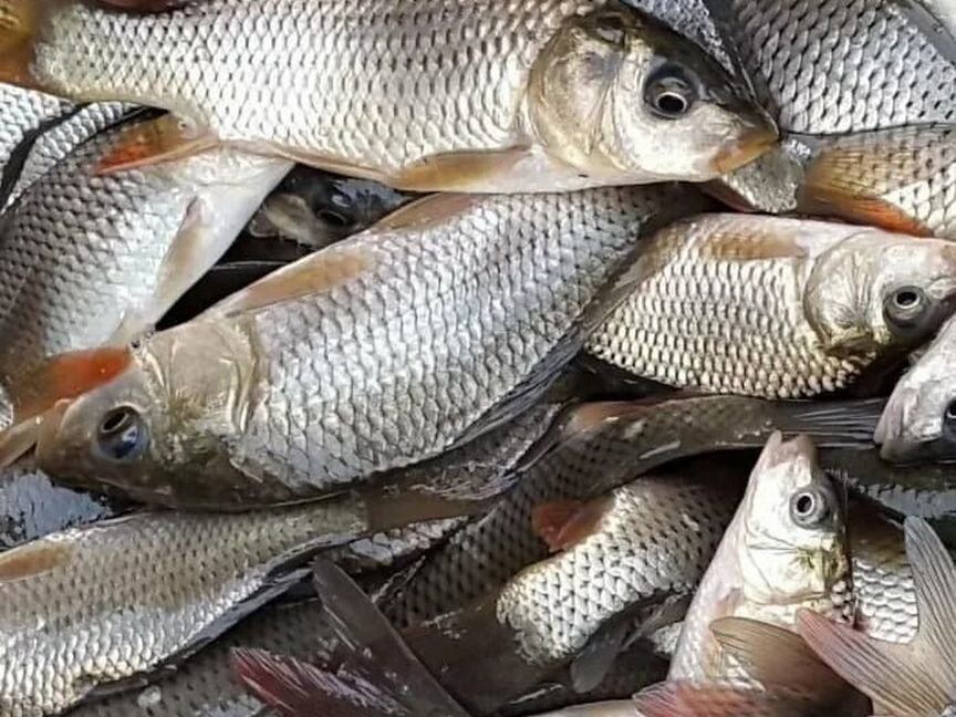 Карп,карась,амур,окунь,плотва