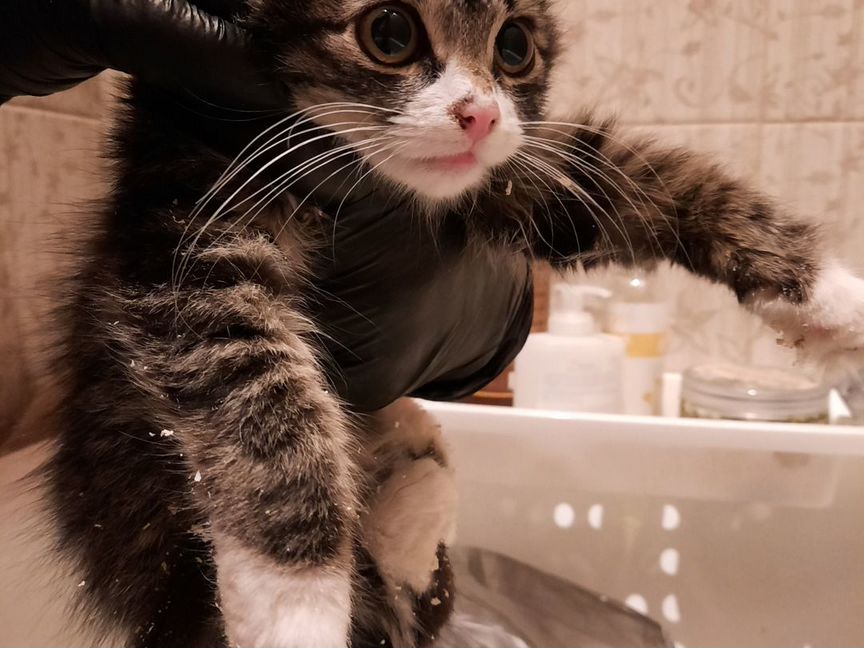 Ищет передержку котенок девочка