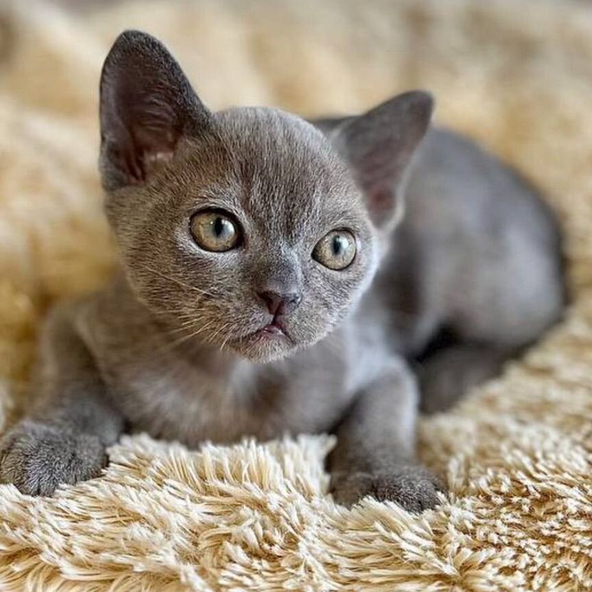 Европейский бурманский котёнок