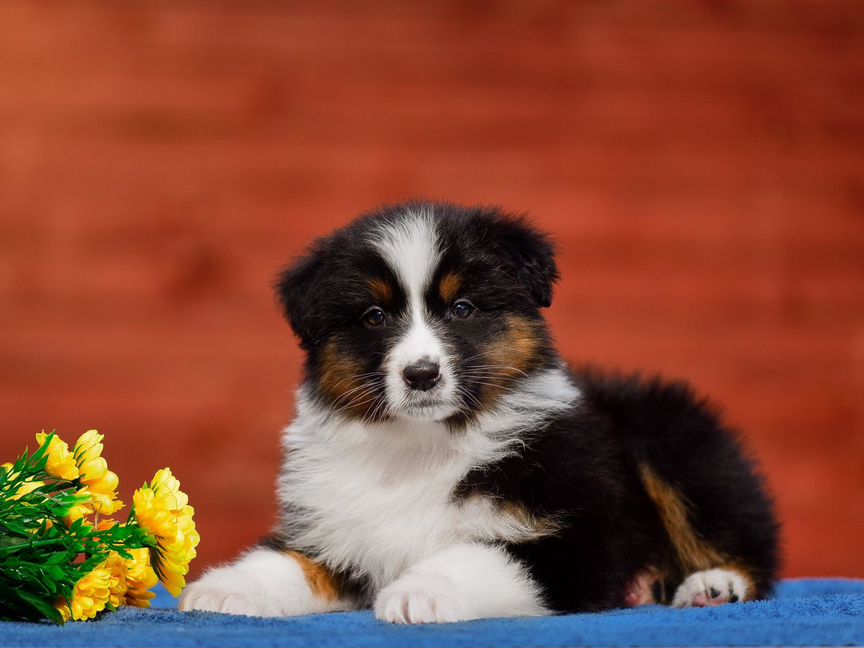 Девочки Австралийской овчарки