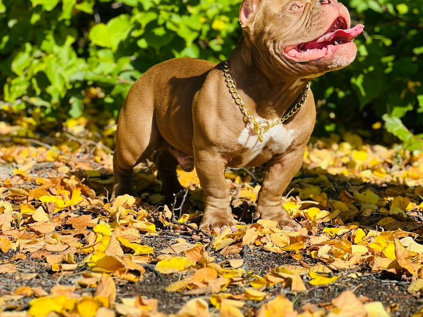 Американский булли вязка