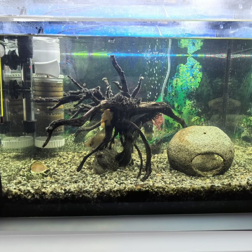 Аквариум с рыбками