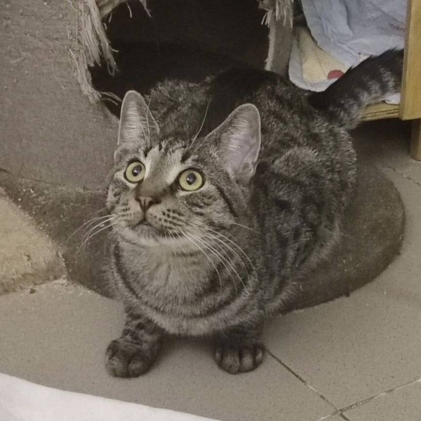 Котик полосатый 8 месяцев