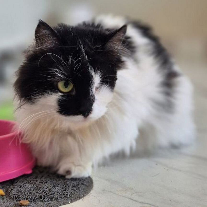 Взрослая, Девочка кошка в добрые руки